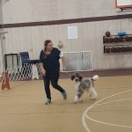 Phantom, Tricolor, Sable, and Brindle Poodles – Heart Song Standard Poodles