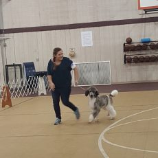 Phantom, Tricolor, Sable, and Brindle Poodles – Heart Song Standard Poodles