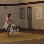 Phantom, Tricolor, Sable, and Brindle Poodles – Heart Song Standard Poodles