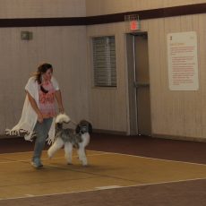 Phantom, Tricolor, Sable, and Brindle Poodles – Heart Song Standard Poodles