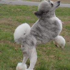 Phantom, Tricolor, Sable, and Brindle Poodles – Heart Song Standard Poodles