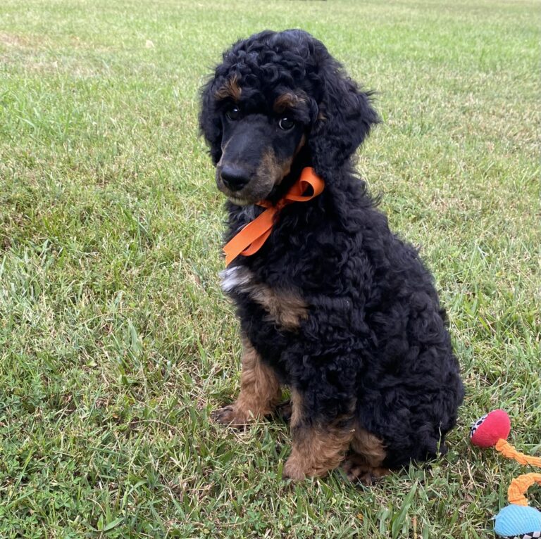 Available Standard Poodle Puppies and Adults – Heart Song Standard Poodles