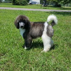 Phantom, Tricolor, Sable, and Brindle Poodles – Heart Song Standard Poodles